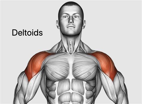 10 Side Deltoid Exercises To Sculpt Strong Shoulders A Comprehensive Guide Workout Guru