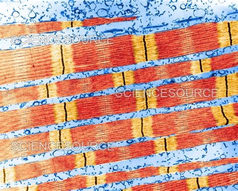 Muscle Cross Section Tem Stock Image Science Source Images