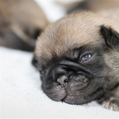 Newborn Pug Puppies