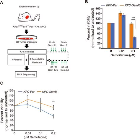 Generation Of Gemcitabine Resistant Mouse Pda Cell Lines A Scheme Of Download Scientific