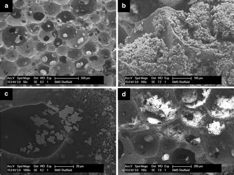 scanning electron micrographs of a acellular ha tcp scaffold b cell