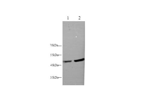 Snp23 Polyclonal Antibody 专业科研用生物实验试剂生产商 Elabscience 【官方网站】