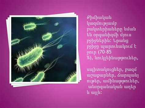 Բակտեիրաներ Ppt