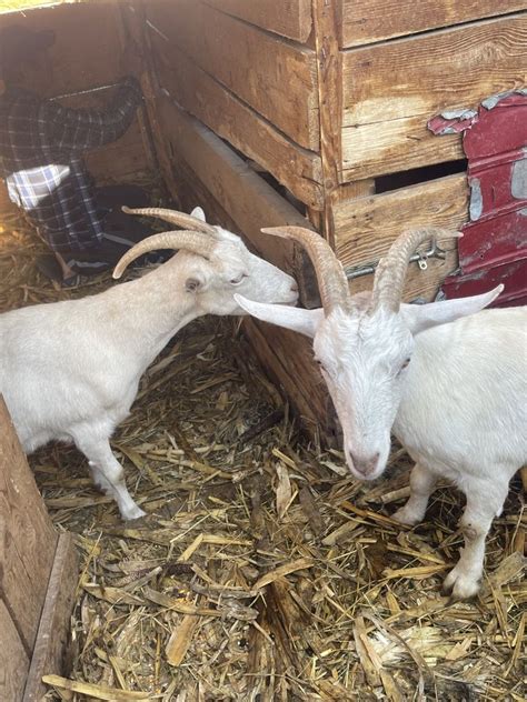 Vand 3 Capre Si Un țap Saanen Rasa Pura Focsani • Olxro