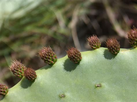 Pelle Prickly Pear Cactus Photo Gratuite Sur Pixabay Pixabay