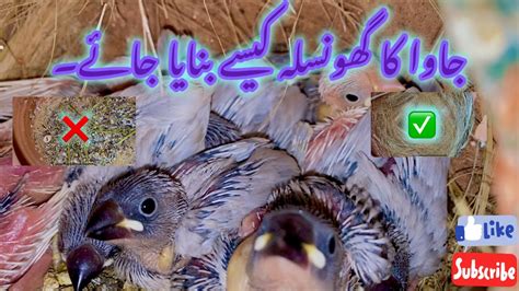 Java Nesting Process Birds Aviary Breeding Houseofbirds Tips