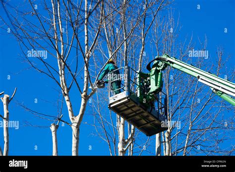 Men Pruning With A Chainsaw Stock Photo Alamy