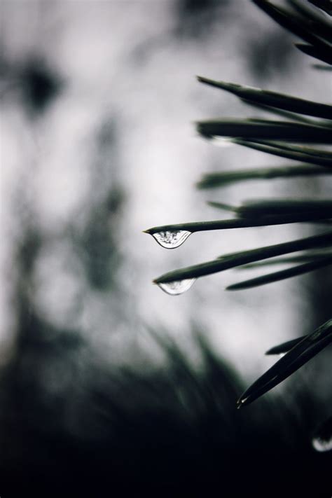 Капли дождя на еловых ветках