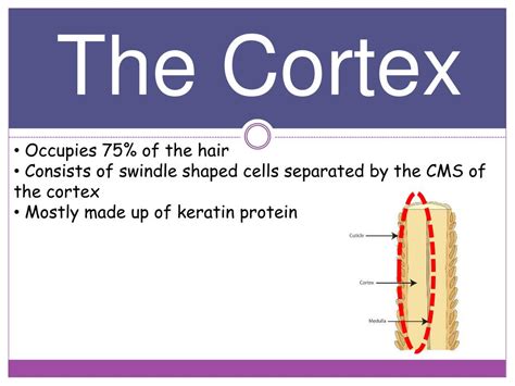Ppt Integumentary System Powerpoint Presentation Free Download Id