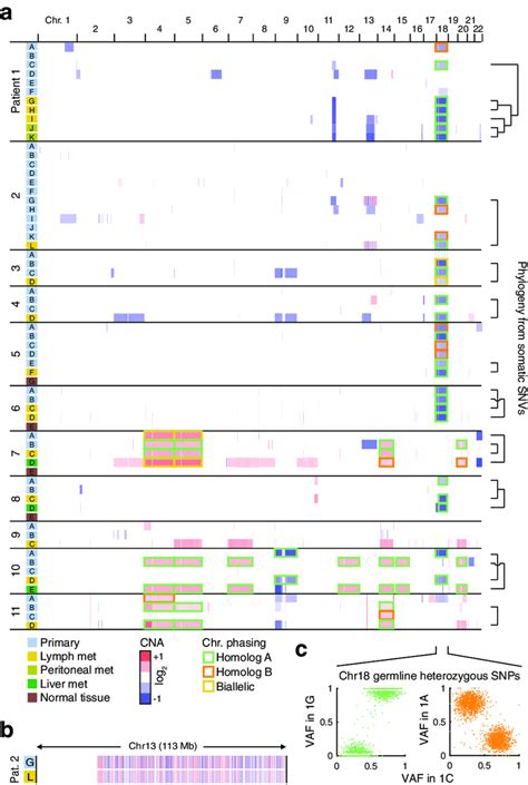 Somatic Copy Number Alterations Agree With Phylogenies Inferred From
