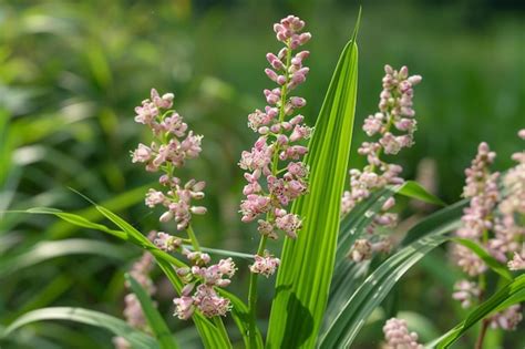 Flower And Leaf Of Red Lemongrass Or Citronella Grass Premium Ai