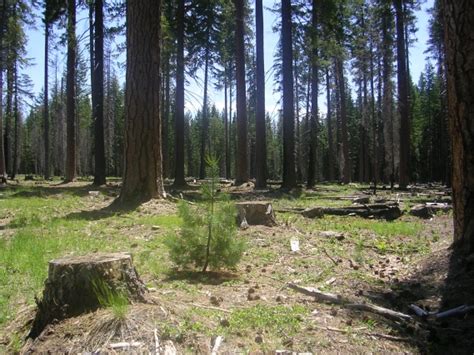 tree spatial patterns in forests part i what they are and why they are