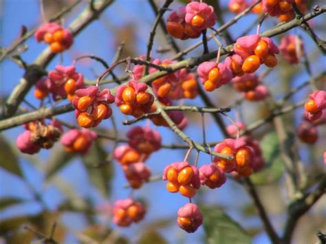 Kamehasutra Dragon Ball Images