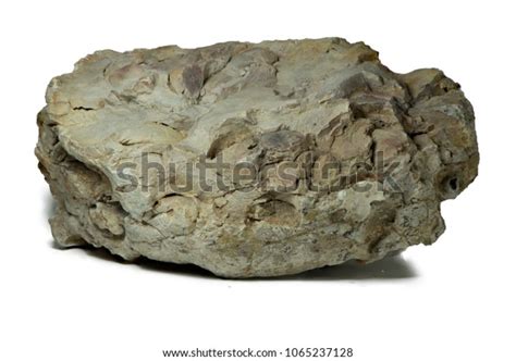 Limestone Fossil Chemical Sedimentary Rock Fossiliferous Stock Photo Shutterstock