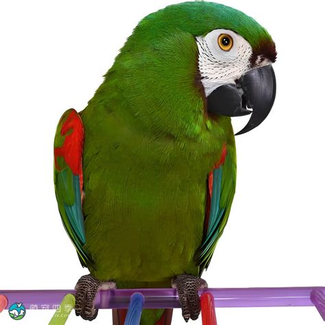 栗额金刚鹦鹉 Ara severa Chestnut Fronted Macaw 萌宠四季