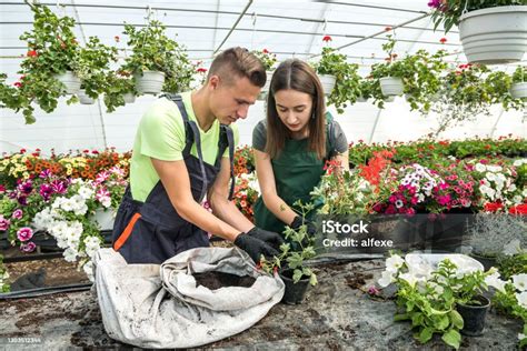 두 명의 아름다운 젊은 남자와 여자가 온실에서 일하고 다채로운 꽃의 성장에 대해 이야기합니다 조경에 대한 스톡 사진 및 기타