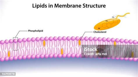 Ilustración De Lípidos En La Estructura De La Membrana Bicapa Lipídica