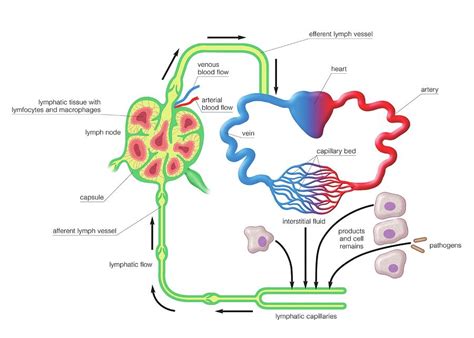 Lymphatic Circulation 3 Photograph By Asklepios Medical Atlas