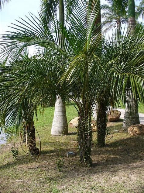 Top Palm Trees In Florida Varieties Characteristics And Care