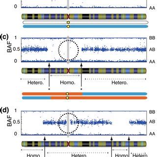 B Allele Frequency BAF And Log R Ratio Plots Of The HM Sample For Download Scientific