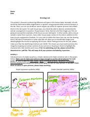 Lab 4 Histology Lab Online 5 1 Pdf Name Date Histology Lab This Activity Is Focused On