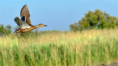 Le Spécialiste Du Canard Colvert France Colvert