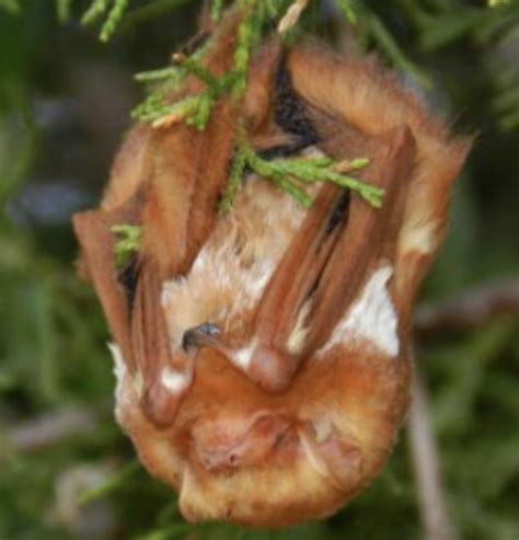 Wildlife Species Flashcards Quizlet