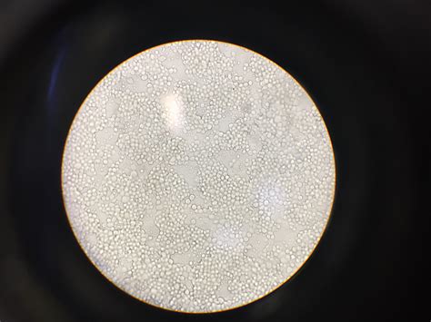 121 Questions With Answers In Thp 1 Cells Science Topic