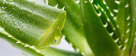 كيفية الاستفادة من هلام الصبار نبأ فايف