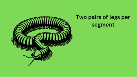 Myriapods Characteristics Moomoo Math
