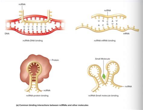 Ch11 Gene Expression 2 Non Coding Rnas Flashcards Quizlet