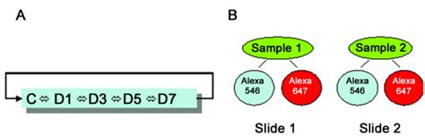 Microarray Experimental Design A Loop Design Used For Microarray Download Scientific Diagram
