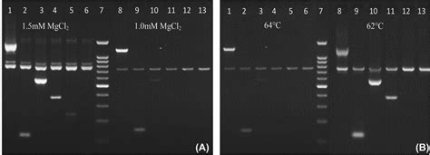 Pcr Optimization A Shows The Effects Of Different Concentrations Of Download Scientific