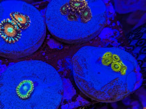 Live Goods Sold High End Zoa Pack Grim Reaper Rainbow Troll