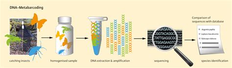 Metabarcoding Ein Modernes Verfahren Zur Biodiversitätsforschung Im Wald