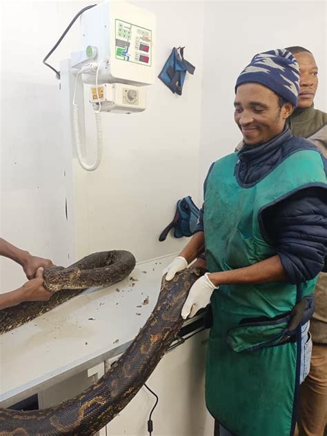 Pics 4 Metre Python Captured On Kzn Farm