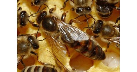 Доброто пчеларство е поддържането на млади пчелни майки в кошерите Български Фермер