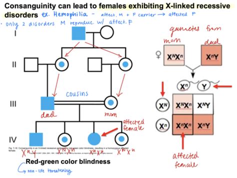 Lecture 9 10 Single Gene Disorder Inheritance Patterns I Autosomal And X Linked Inheritance