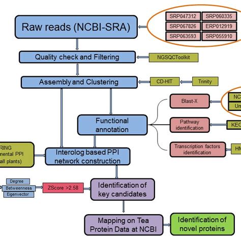 Work Flow Chart Representing Various Steps Involved In Construction And Download Scientific