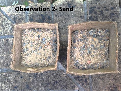 Science Experiment Does The Type Of Soil Affect The Growth Rate Of Plants YouTube