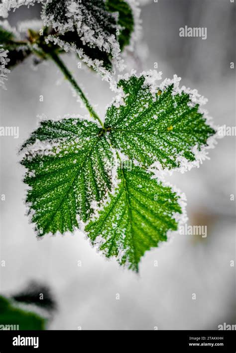 A Stunning Shot Of A Tree Branch Laden With Green Leaves Now Dusted With A Layer Of Fresh Snow
