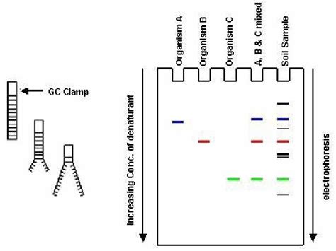 Single Strand Conformation Polymorphism Sscp Definition Sscp Is The