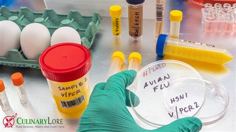 Can You Get Bird Flu From Eating Eggs Culinarylore