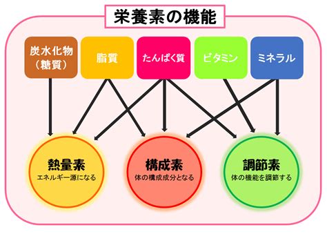 【栄養学初心者必見！】たんぱく質やアミノ酸の種類・分類や働きを簡単に解説してみた！ ゆとり世代代表 管理栄養士のブログ 栄養学 栄養素 アミノ酸