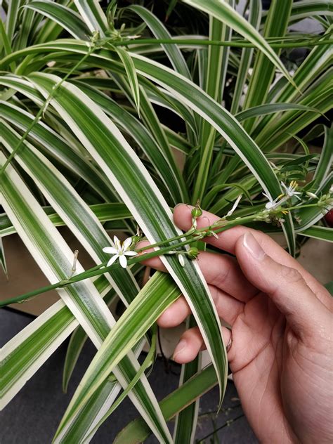 Thrips On Houseplants A Gallery House Plant Journal