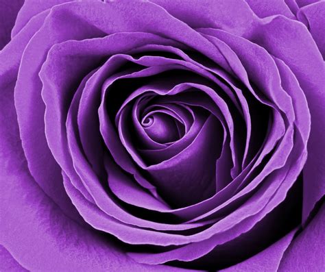 Purple Rose Meaning And Symbolism Unveiling Its Significance