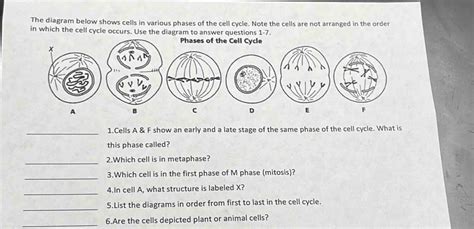 Solved The Diagram Below Shows Cells In Various Phases Of The Cell
