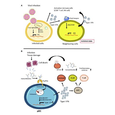 Schematic View Of The Different Steps Of Interferon Signaling