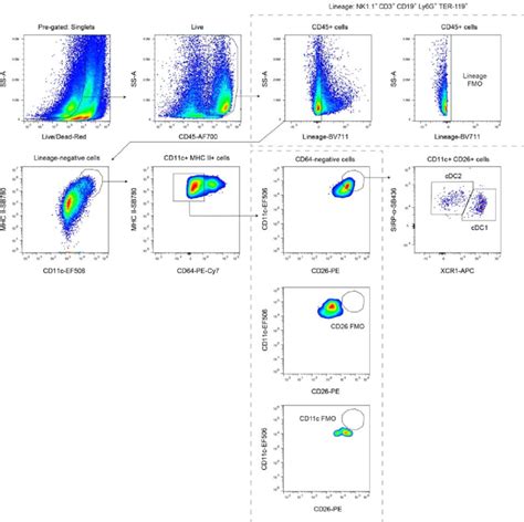 Supplementary 1 Gating Strategy For Conventional Dendritic Cells In