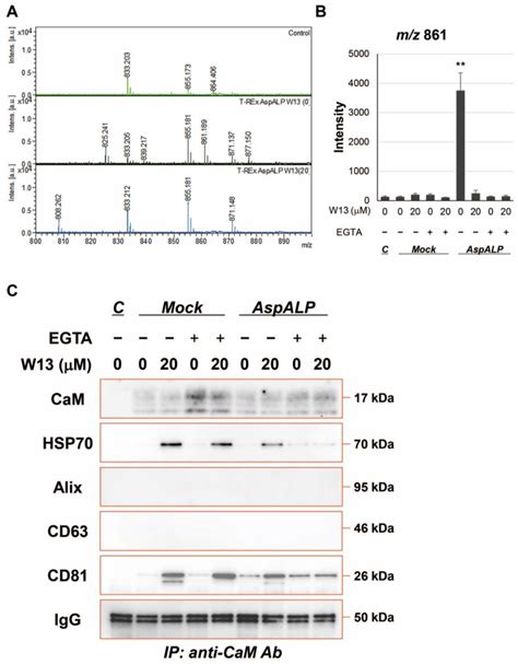 Calmodulin As A Key Regulator Of Exosomal Signal Peptides